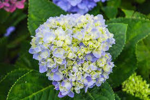 Queen Gulu Hydrangea Plant Price in India - Buy Queen Gulu Hydrangea ...