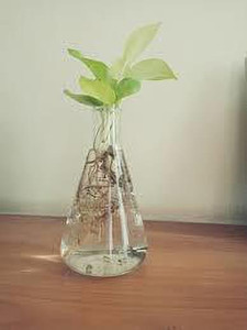 Queen Gulu Money Plant Price in India - Buy Queen Gulu Money Plant ...