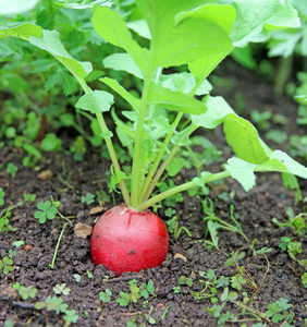 Nodoc Red round Radish Seed Price in India - Buy Nodoc Red round Radish ...