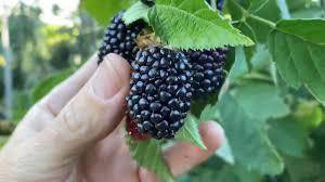 Queen Gulu Berry Plant Price in India - Buy Queen Gulu Berry Plant ...