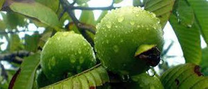 Queen Gulu Guava Plant Price in India - Buy Queen Gulu Guava Plant ...