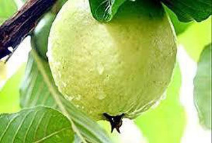 My Dream Nursery Guava Plant Price in India - Buy My Dream Nursery ...