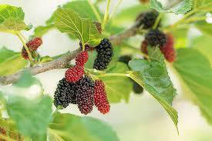 Queen Gulu Berry Plant Price in India - Buy Queen Gulu Berry Plant ...