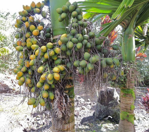 UGALOO Betel Nut/Supari Plant Price in India - Buy UGALOO Betel Nut ...