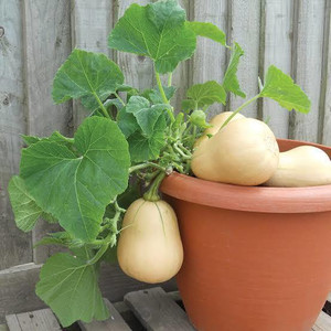 Tajplantshub Butternut Plant Price in India - Buy Tajplantshub ...