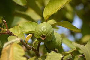 Queen Gulu Guava Plant Price in India - Buy Queen Gulu Guava Plant ...