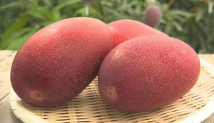 KRISHNA Mango Plant Price in India - Buy KRISHNA Mango Plant online at ...