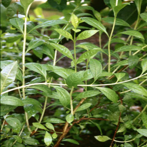 SHOP 360 GARDEN Lawsonia inermis, Mehndi, Mehandi, Henna, Maruthani ...