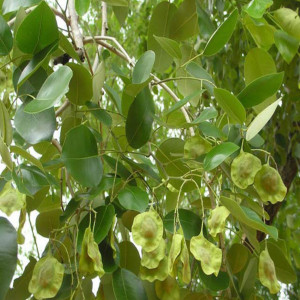 SHOP 360 GARDEN Pterocarpus Santalinus / Red Sandalwood / Red sanders ...