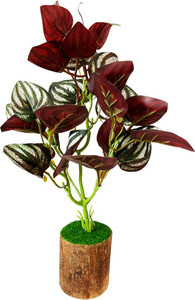 BLUE BIRD Croton Plant (Maroon and Green leaves) with Natural Wooden ...