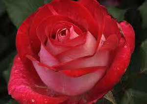 QUEEEN GULU Rose Plant Price in India - Buy QUEEEN GULU Rose Plant ...