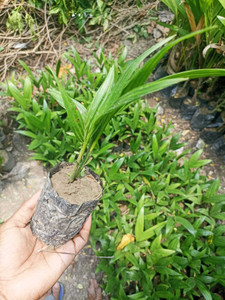 MiraclrGarden Betel Nut/Supari Plant Price in India - Buy MiraclrGarden ...