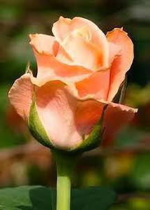 QUEEEN GULU Rose Plant Price in India - Buy QUEEEN GULU Rose Plant ...