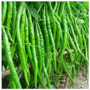 granthi Long Chilli हरी मिर्च Seed Price in India - Buy granthi Long ...