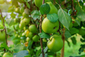 EliteGreen Apple Plant Price in India - Buy EliteGreen Apple Plant ...