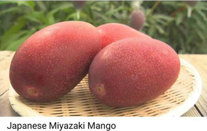 japanese miyazaki mango Mango Plant Price in India - Buy japanese ...