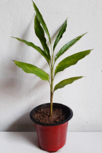 Cloud Farm Elaichi/Cardamom Plant Price in India - Buy Cloud Farm ...