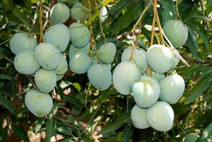 Krishna Himsagar Mango Mango Plant Price in India - Buy Krishna ...