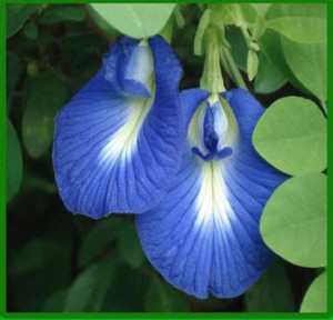 ROSEMERC Neelkanth flower,aparajitha flower,clitoria ternatea flower ...