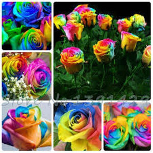 KRISHNA Rose Seed Price in India - Buy KRISHNA Rose Seed online at ...