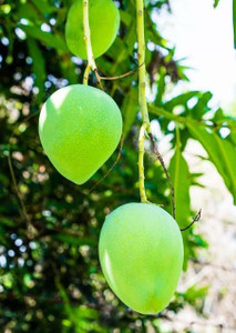 Krishna Mango baramasi Mango Plant Price in India - Buy Krishna Mango ...