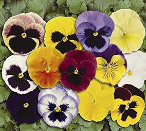 Nodoc Pancy mix Seed Price in India - Buy Nodoc Pancy mix Seed online ...