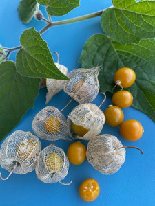 QALANDAR Poha Berry/Physalis peruviana/Cape Gooseberry Seed Price in ...