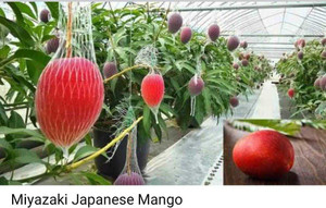 Japanese Miyazaki Mango Plant Mango Plant Price in India - Buy Japanese ...