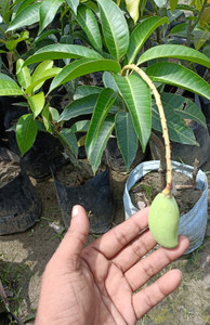 Krishna Thai Mango Plant Mango Plant Price in India - Buy Krishna Thai ...