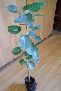 PLANTTOOZS Red Sandalwood Plant Price in India - Buy PLANTTOOZS Red ...