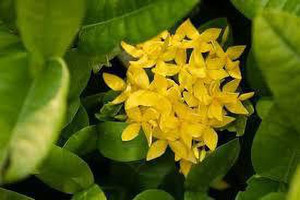 QUEEEN GULU Ranjai Plant Price in India - Buy QUEEEN GULU Ranjai Plant ...