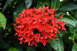 QUEEEN GULU Ranjai Plant Price in India - Buy QUEEEN GULU Ranjai Plant ...