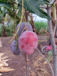 japanese miyazaki mango Mango Plant Price in India - Buy japanese ...