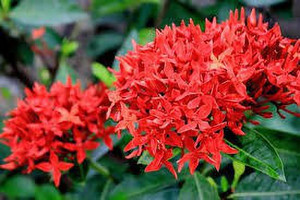 QUEEEN GULU Ranjai Plant Price in India - Buy QUEEEN GULU Ranjai Plant ...
