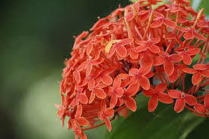 QUEEEN GULU Ranjai Plant Price in India - Buy QUEEEN GULU Ranjai Plant ...