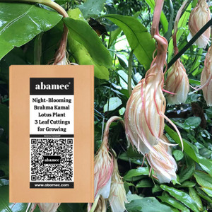 Abamec Brahma Kamal (Epiphyllum Oxypetalum) Seed Price in India - Buy ...