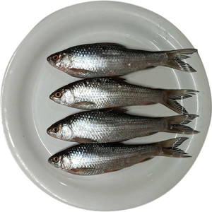 Big MeatMart kolkata Bata Fish (Cleaned) Whole 500 g Price in India ...