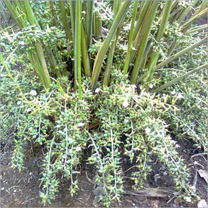 My Dream Nursery Elaichi/Cardamom Plant Price in India - Buy My Dream ...