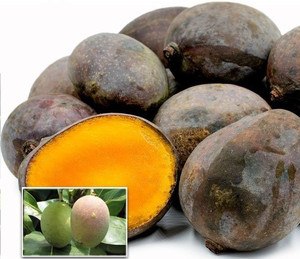 Krishna Kasturi Mango Plant Mango Plant Price in India - Buy Krishna ...