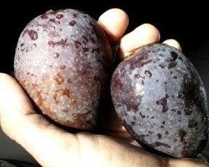 Kasturi Mango Plant Mango Plant Price in India - Buy Kasturi Mango ...