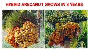 My Dream Nursery Betel Nut/Supari Plant Price in India - Buy My Dream ...