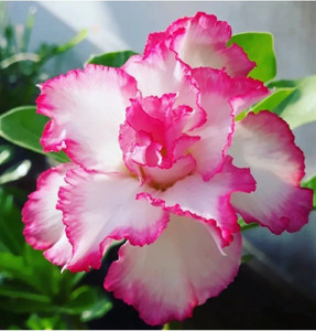 Fulmala Nursery Adenium Plant Price in India - Buy Fulmala Nursery ...
