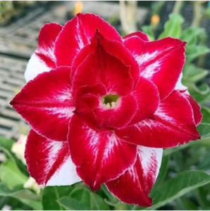 Fulmala Nursery Adenium Plant Price in India - Buy Fulmala Nursery ...