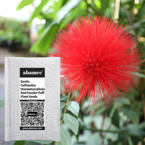 Abamec Calliandra Haematocephala Red Powder Puff Seed Price in India ...