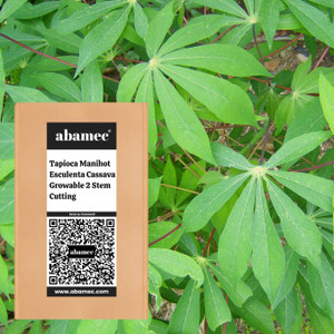 Abamec Manihot Esculenta Cassava Seed Price in India - Buy Abamec ...