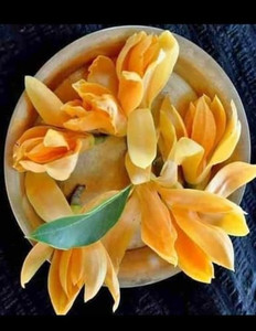 Cloud Farm Golden Champa Plant Price in India - Buy Cloud Farm Golden ...