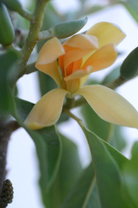 Cloud Farm Golden Champa Plant Price in India - Buy Cloud Farm Golden ...