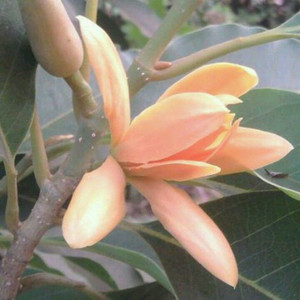 Cloud Farm Golden Champa Plant Price in India - Buy Cloud Farm Golden ...