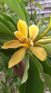 Cloud Farm Golden Champa Plant Price in India - Buy Cloud Farm Golden ...