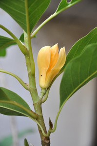 Cloud Farm Golden Champa Plant Price in India - Buy Cloud Farm Golden ...